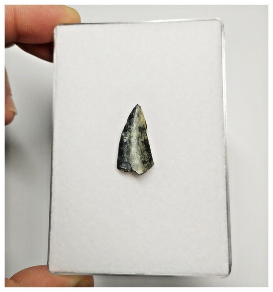 T175 - Kryptops palaios Abelisaurid Theropod Dinosaur Tooth Cretaceous ...