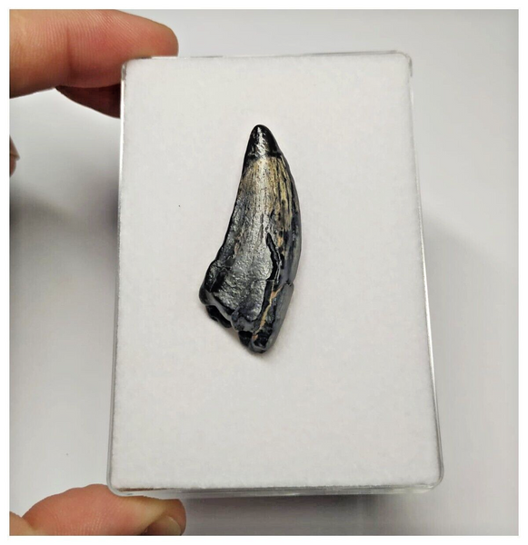 T9- Rare Afrovenator abakensis Megalosaurid Dinosaur Tooth Jurassic Ti ...