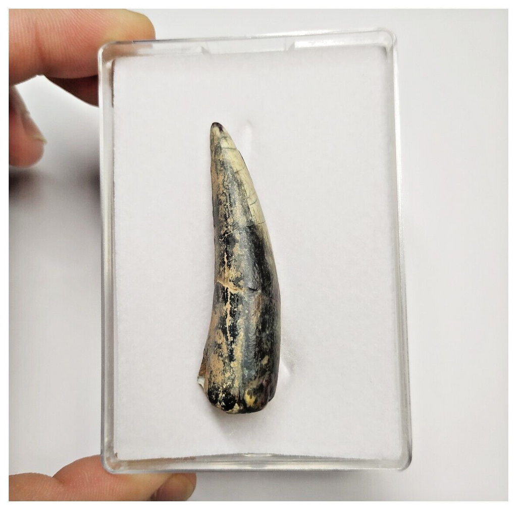 T214- Rare Huge Sarcosuchus imperator Crocodile Tooth Lower Cretaceous ...