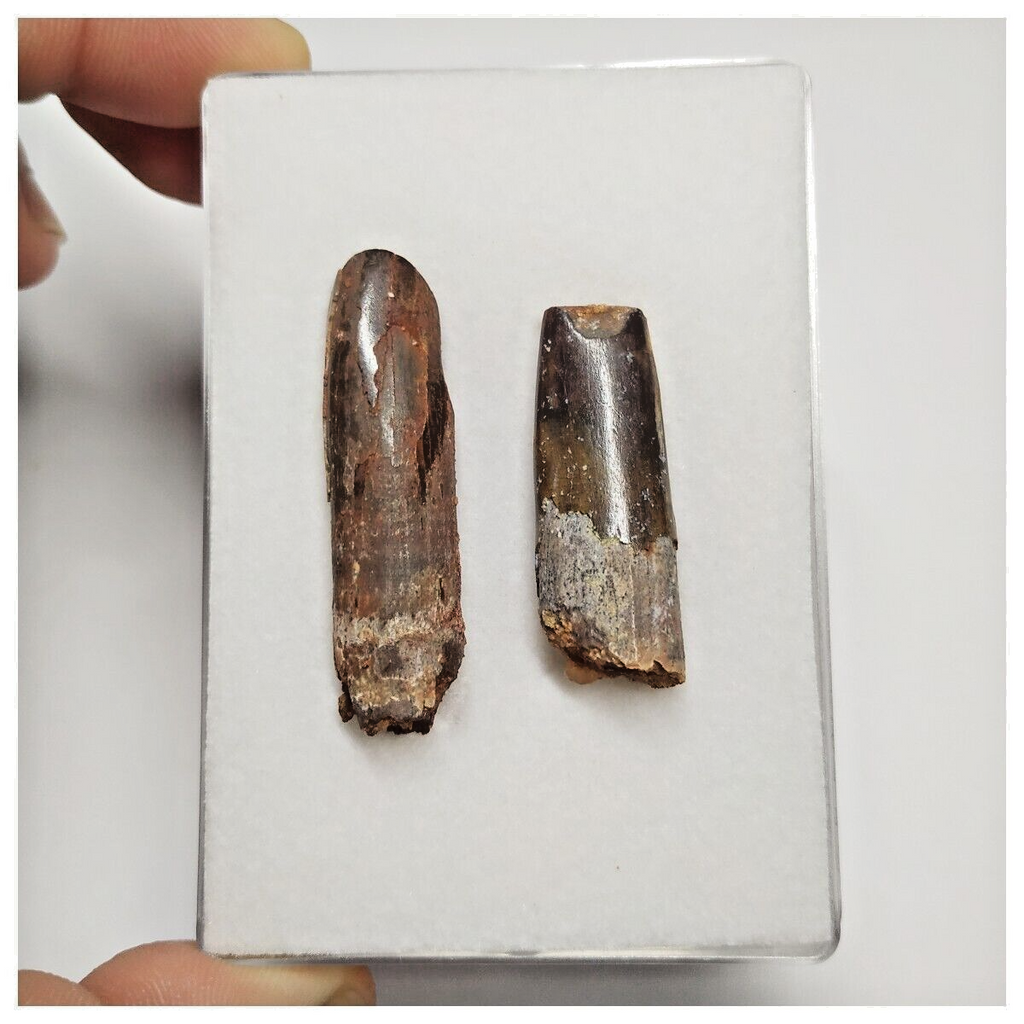 T202 - Set of 2 Finest Rebbachisaurus garasbae Diplodocoid Sauropod Di ...