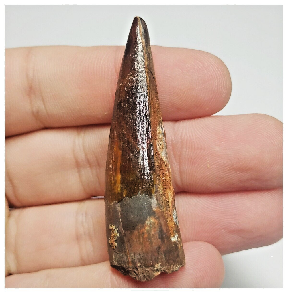 T104 - Finest Grade 2.16'' Red Spinosaurus Dinosaur Tooth Cretaceous K ...