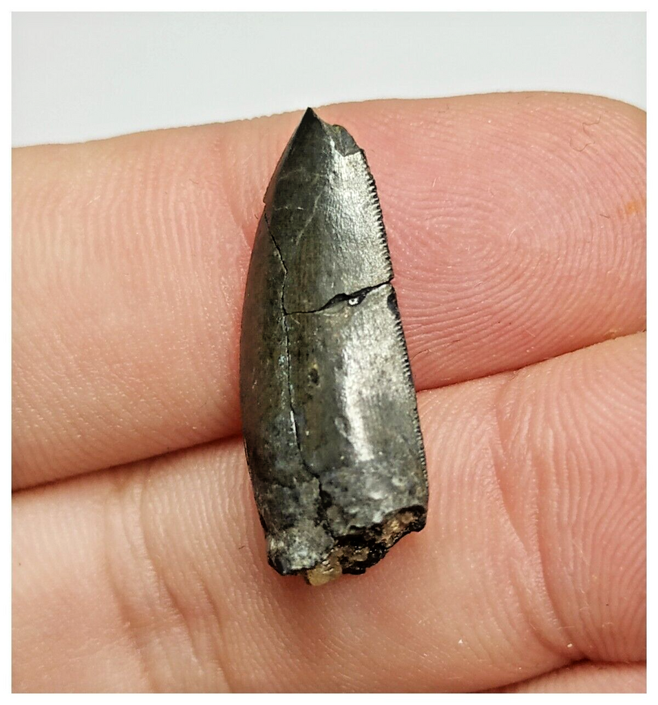 T245 - Kryptops palaios Abelisaurid Theropod Dinosaur Tooth Cretaceous ...