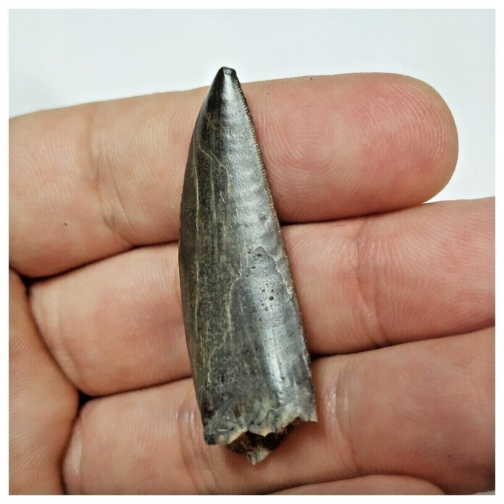 W1 - Kryptops palaios Abelisaurid Theropod Dinosaur Tooth Cretaceous E ...