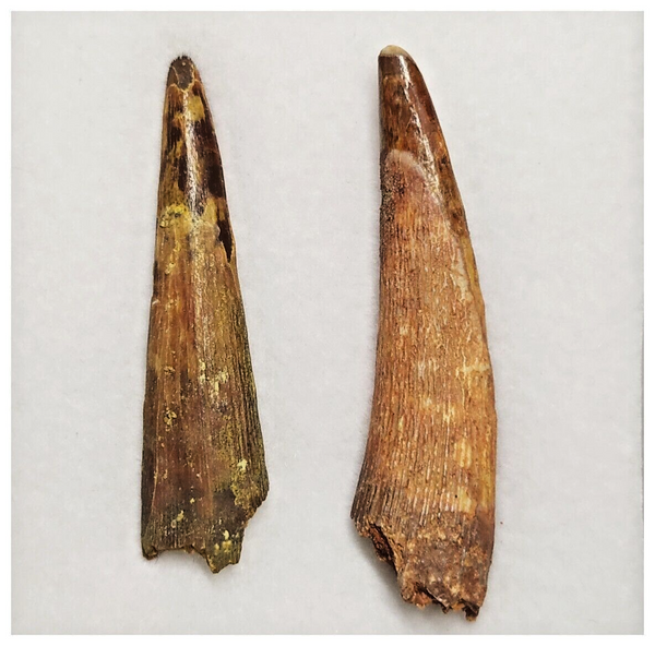 T186 - Set of 2 Large Pterosaur (Coloborhynchus) Teeth Cretaceous KemK ...