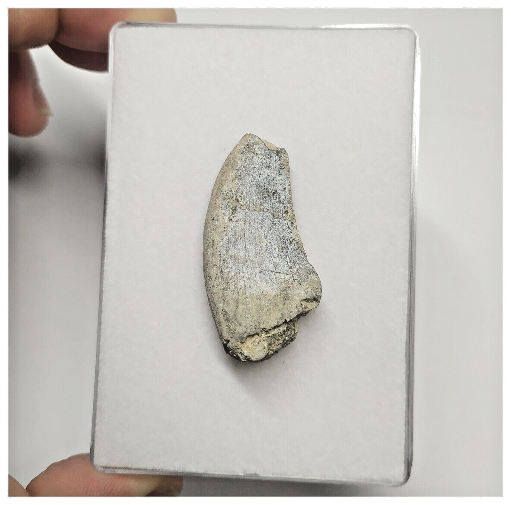 JS145 - Rare Eocarcharia dinops Dinosaur Tooth Cretaceous Elrhaz Fm Te ...