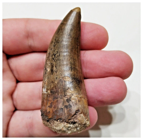 E1- Finest Grade Eocarcharia dinops Dinosaur Tooth - Cretaceous Elrhaz ...