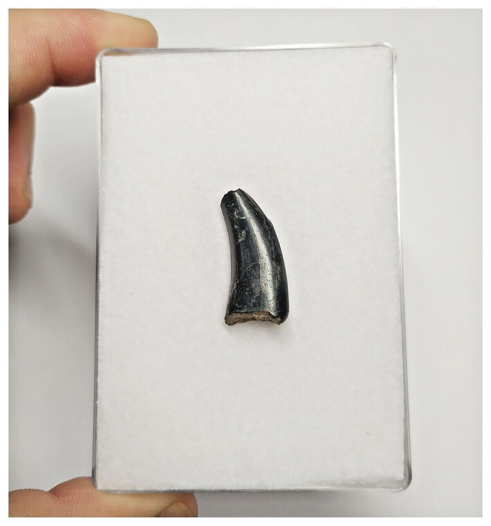 T166 - Kryptops palaios Abelisaurid Theropod Dinosaur Tooth Cretaceous ...