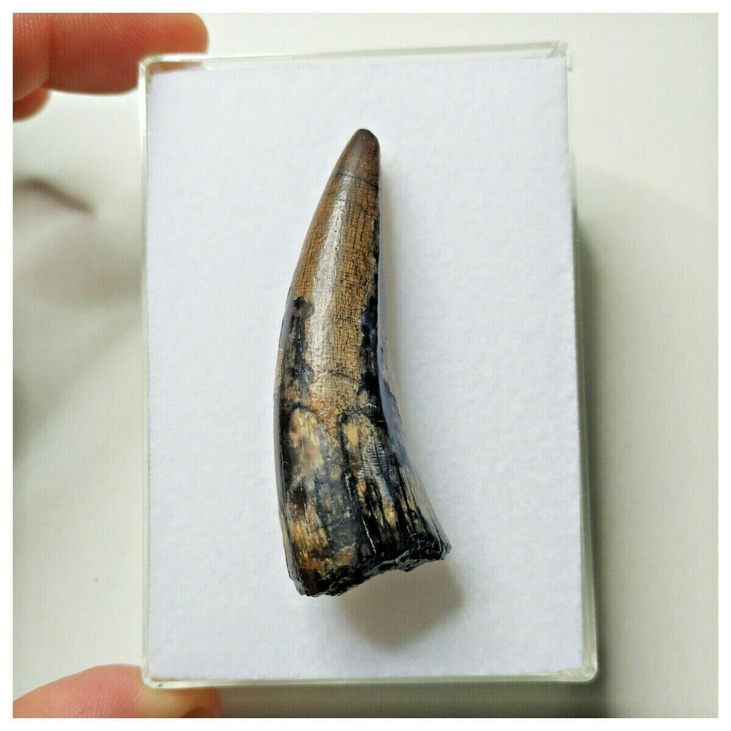 S20 - Sarcosuchus imperator Crocodile Tooth - Cretaceous Elrhaz Fm Ten ...