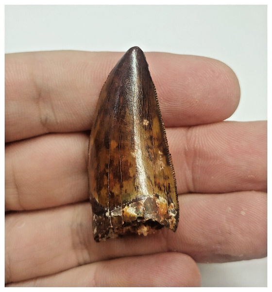 T67 - Gem Grade Orange Carcharodontosaurus Dinosaur Tooth - Cretaceous ...