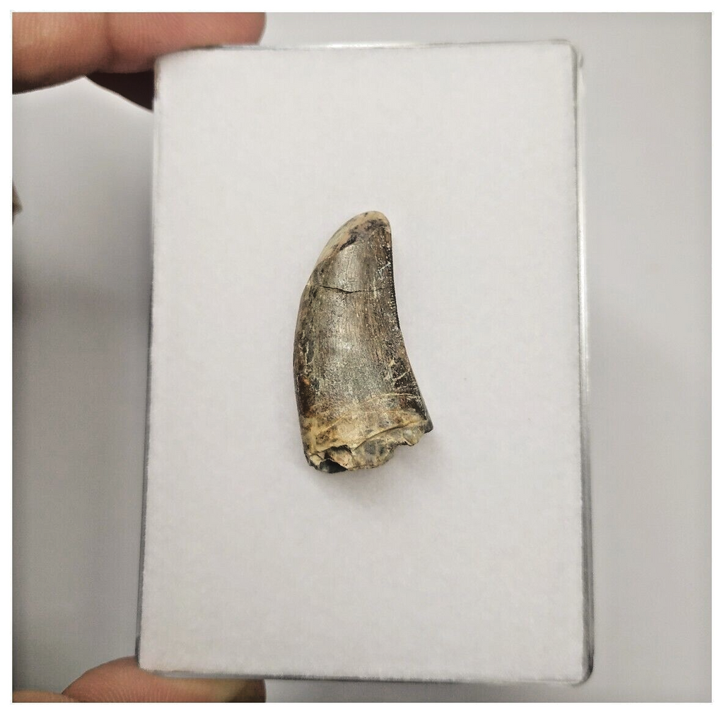 JS152 - Rare Eocarcharia dinops Dinosaur Tooth Cretaceous Elrhaz Fm Te ...