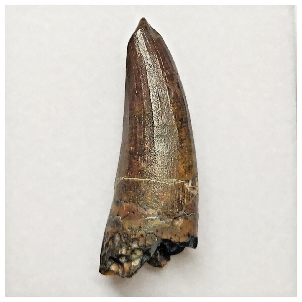 T276 - Rare Suchomimus tenerensis Dinosaur Tooth Lower Cretaceous Elrh ...