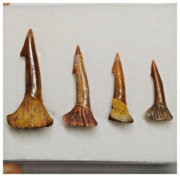 T185 - Set of 4 Nicely Preserved Onchopristis numidus Sawfish Rostral ...