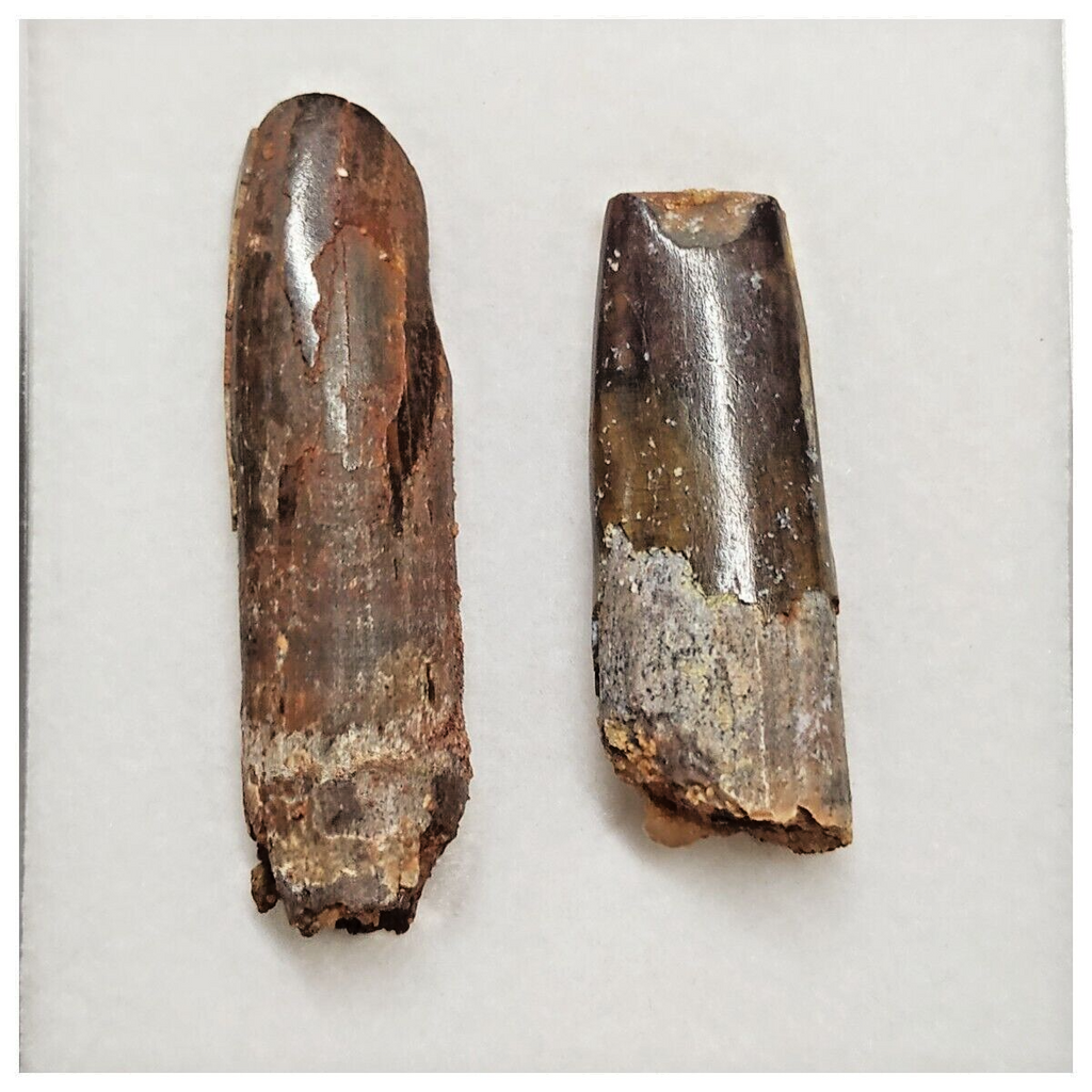 T202 - Set of 2 Finest Rebbachisaurus garasbae Diplodocoid Sauropod Di ...