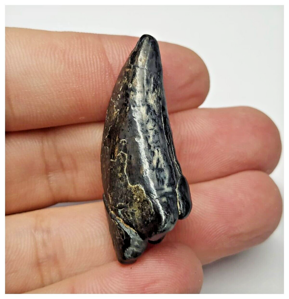 T9- Rare Afrovenator abakensis Megalosaurid Dinosaur Tooth Jurassic Ti ...