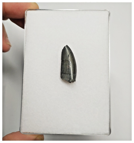 T245 - Kryptops palaios Abelisaurid Theropod Dinosaur Tooth Cretaceous ...