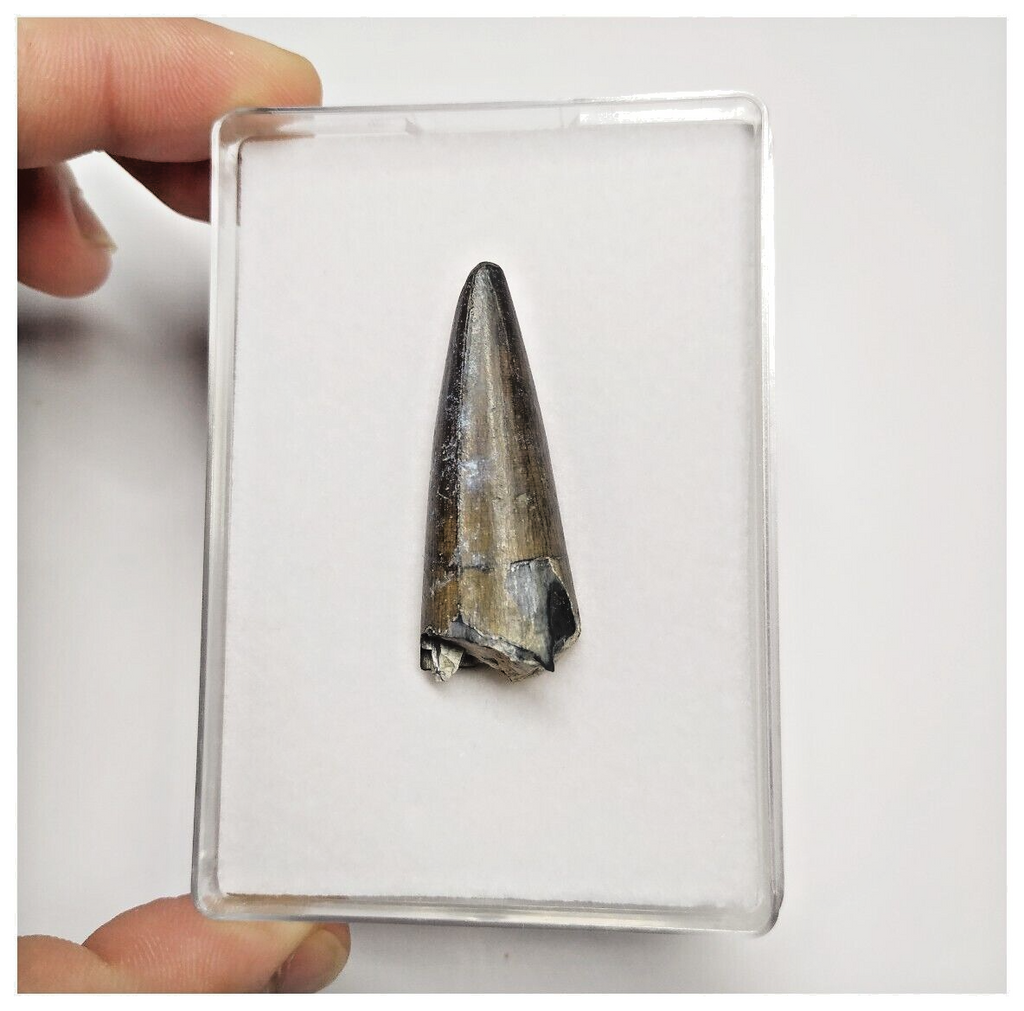 T216- Rare Huge Sarcosuchus imperator Crocodile Tooth Lower Cretaceous ...