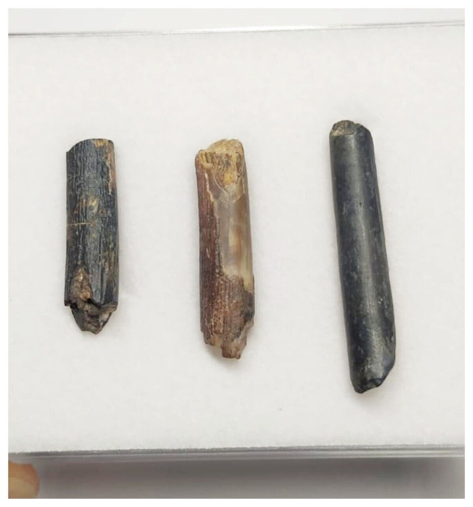 T38 - Set of 3 Nigersaurus taqueti Sauropod Dinosaur Teeth Cretaceous ...