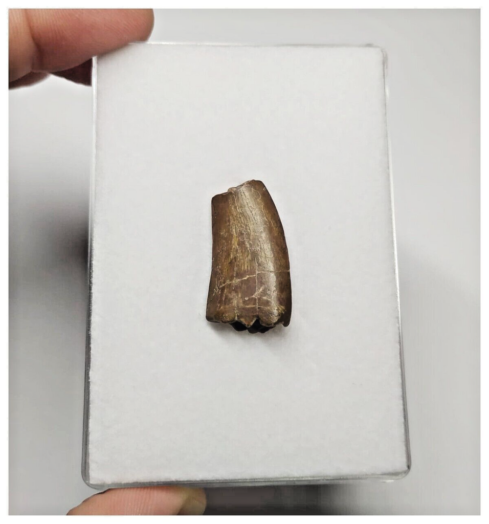 T18 - Kryptops palaios Abelisaurid Theropod Dinosaur Tooth Cretaceous ...