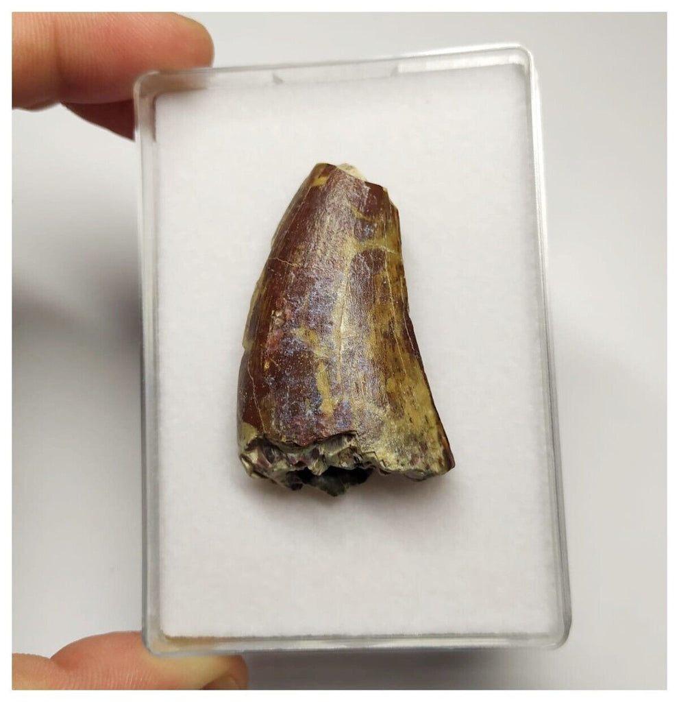 T8 - Top Rare Eocarcharia dinops Dinosaur Tooth - Cretaceous Elrhaz Fm ...