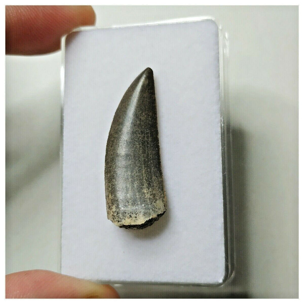 S24 - Kryptops palaios Abelisaurid Theropod Dinosaur Tooth Cretaceous ...