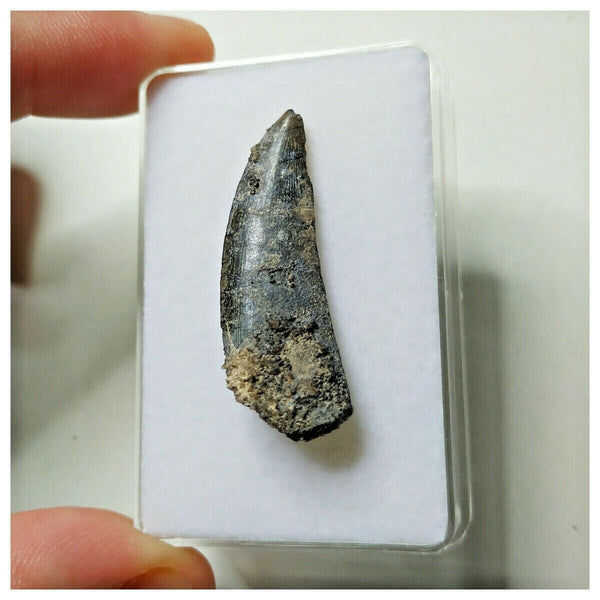S25 - Kryptops palaios Abelisaurid Theropod Dinosaur Tooth Cretaceous ...