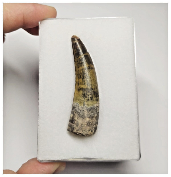 T15 - Rare Suchomimus tenerensis Dinosaur Tooth Lower Cretaceous Elrha ...