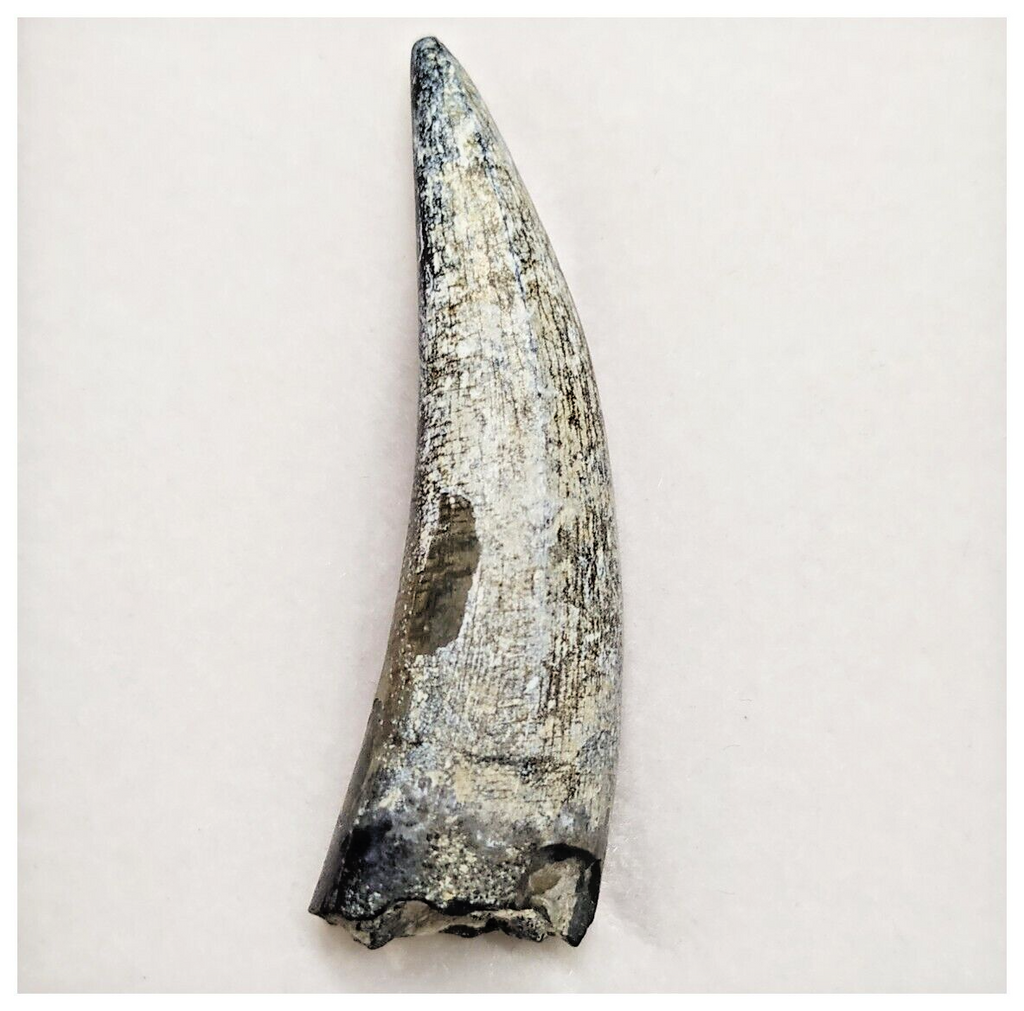T246- Rare Huge Sarcosuchus imperator Crocodile Tooth Lower Cretaceous ...