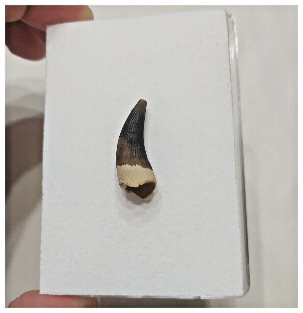 F12- Exceedingly Rare Plesiosaur Elasmosaurus kurskensis Tooth Cretace ...