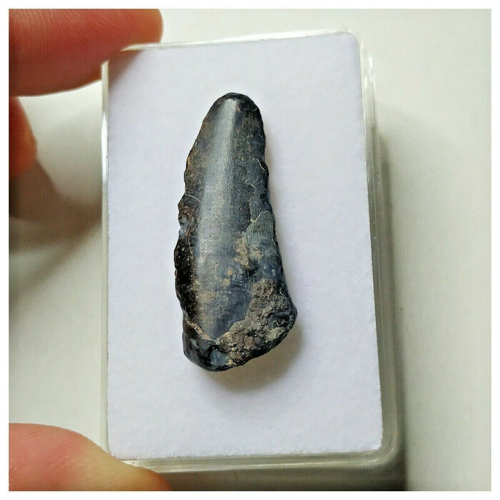 S26 - Kryptops palaios Abelisaurid Theropod Dinosaur Tooth Cretaceous ...