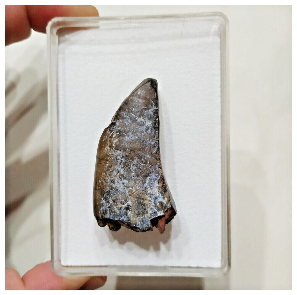 E6 - Rare Eocarcharia dinops Dinosaur Tooth - Cretaceous Elrhaz Fm Ten ...
