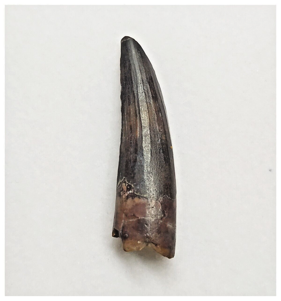 T159 - Rare Suchomimus tenerensis Dinosaur Tooth Lower Cretaceous Elrh ...