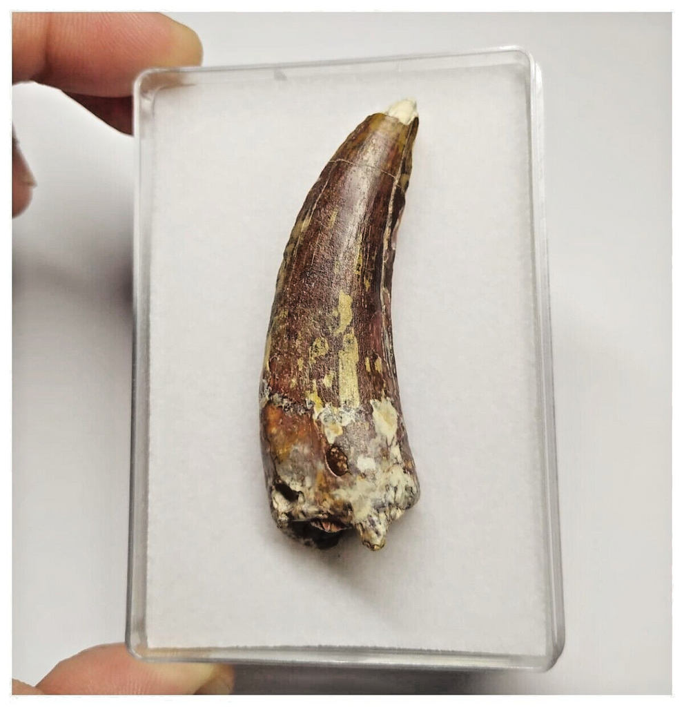 T19 - Rare Suchomimus tenerensis Dinosaur Tooth Lower Cretaceous Elrha ...