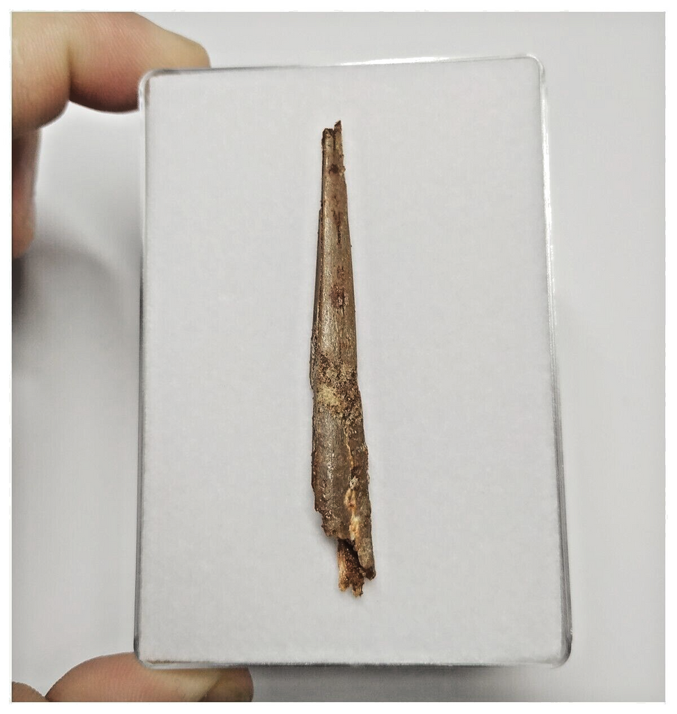 T158 - Rare 2.51'' Alanqa saharica Cretaceous Azhdarchid Pterosaur Den ...