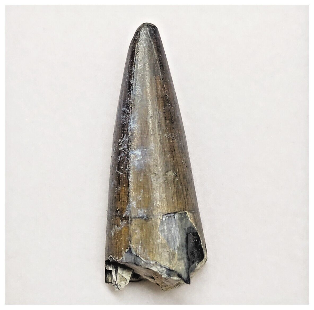 T216- Rare Huge Sarcosuchus imperator Crocodile Tooth Lower Cretaceous ...