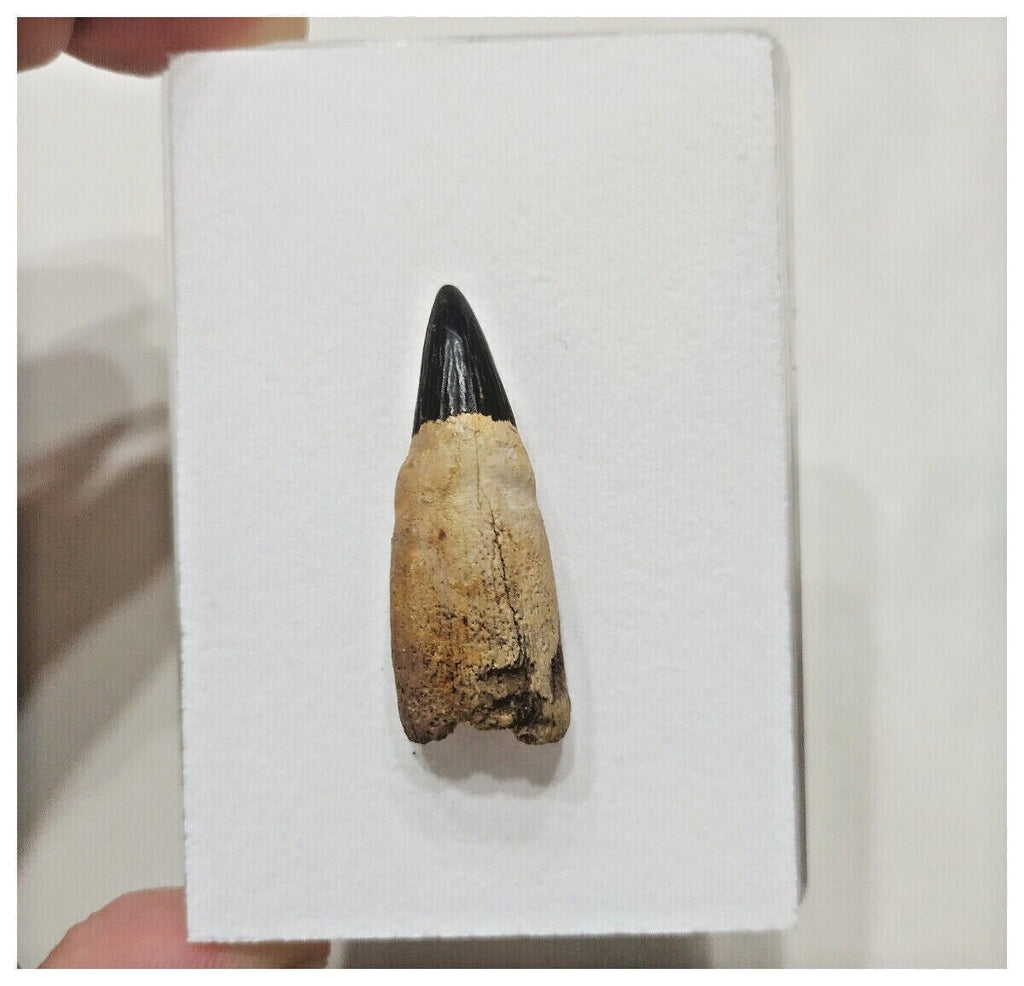 F11 - Exceedingly Rare Ichthyosaur (Platypterygius) Rooted Tooth Creta ...
