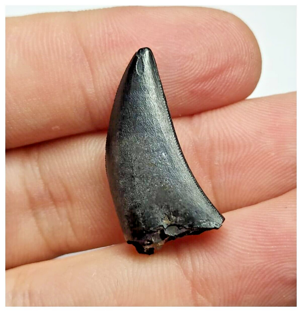 T10 - Rare Eocarcharia dinops Dinosaur Tooth - Cretaceous Elrhaz Fm Te ...