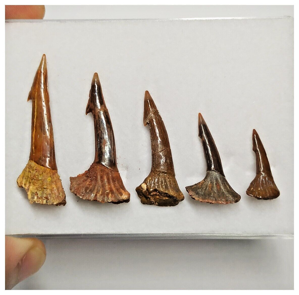 T184 - Set of 5 Nicely Preserved Onchopristis numidus Sawfish Rostral ...