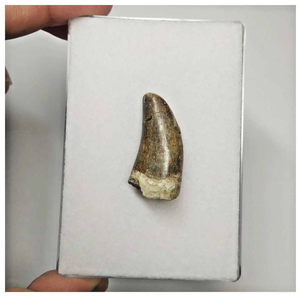 JS152 - Rare Eocarcharia dinops Dinosaur Tooth Cretaceous Elrhaz Fm Te ...