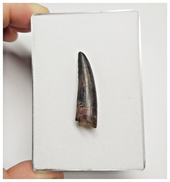 T159 - Rare Suchomimus tenerensis Dinosaur Tooth Lower Cretaceous Elrh ...