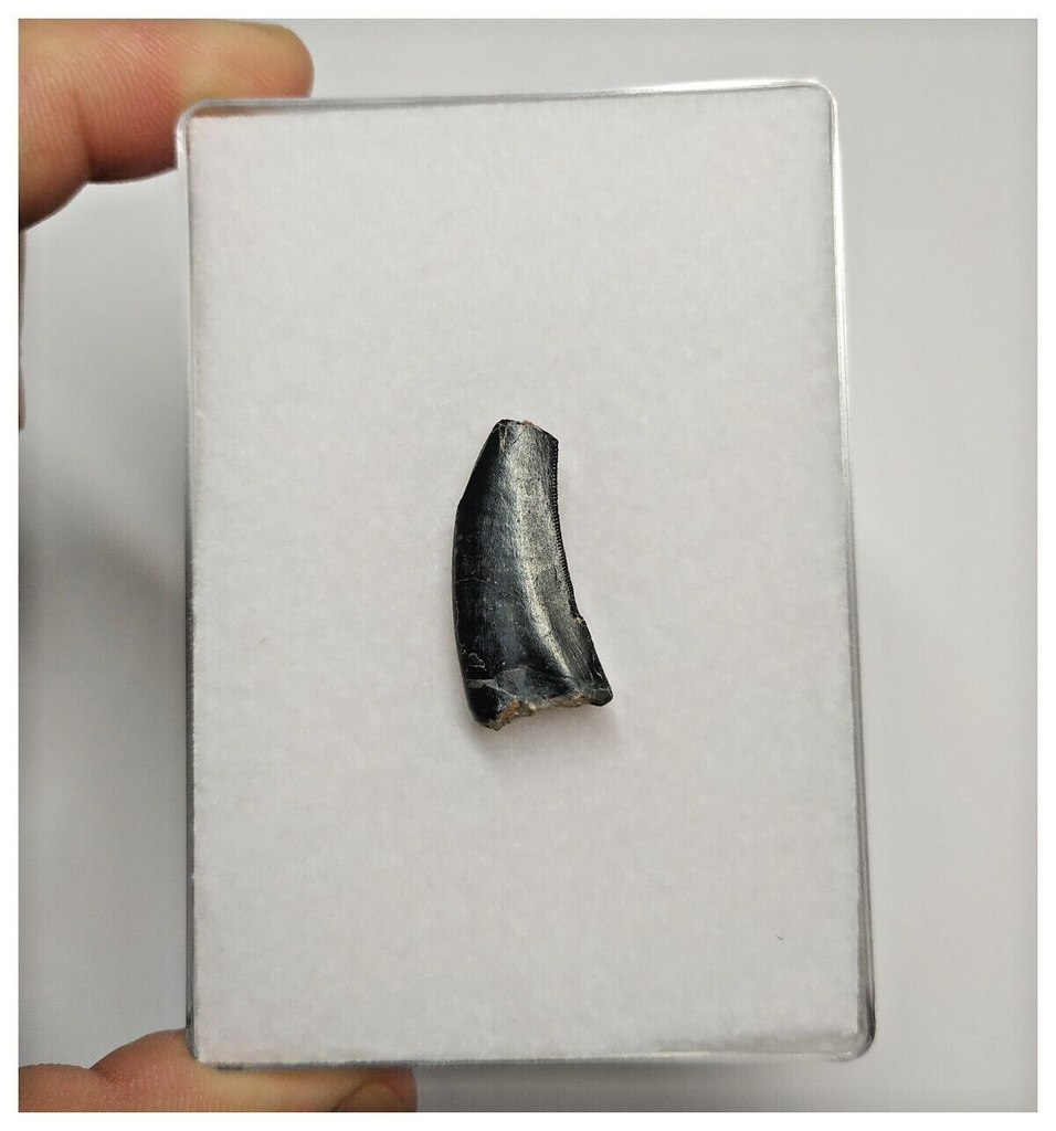 T166 - Kryptops palaios Abelisaurid Theropod Dinosaur Tooth Cretaceous ...