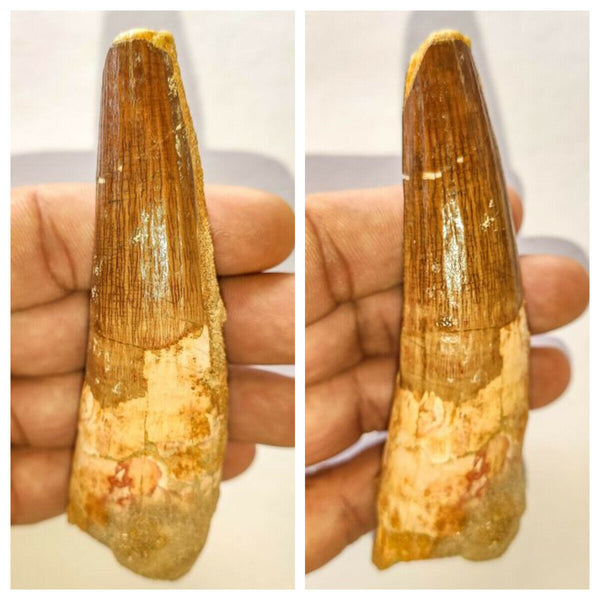 Spinosaurus dinosaur teeth order (143947233544) – Jurassic-Dreams.com