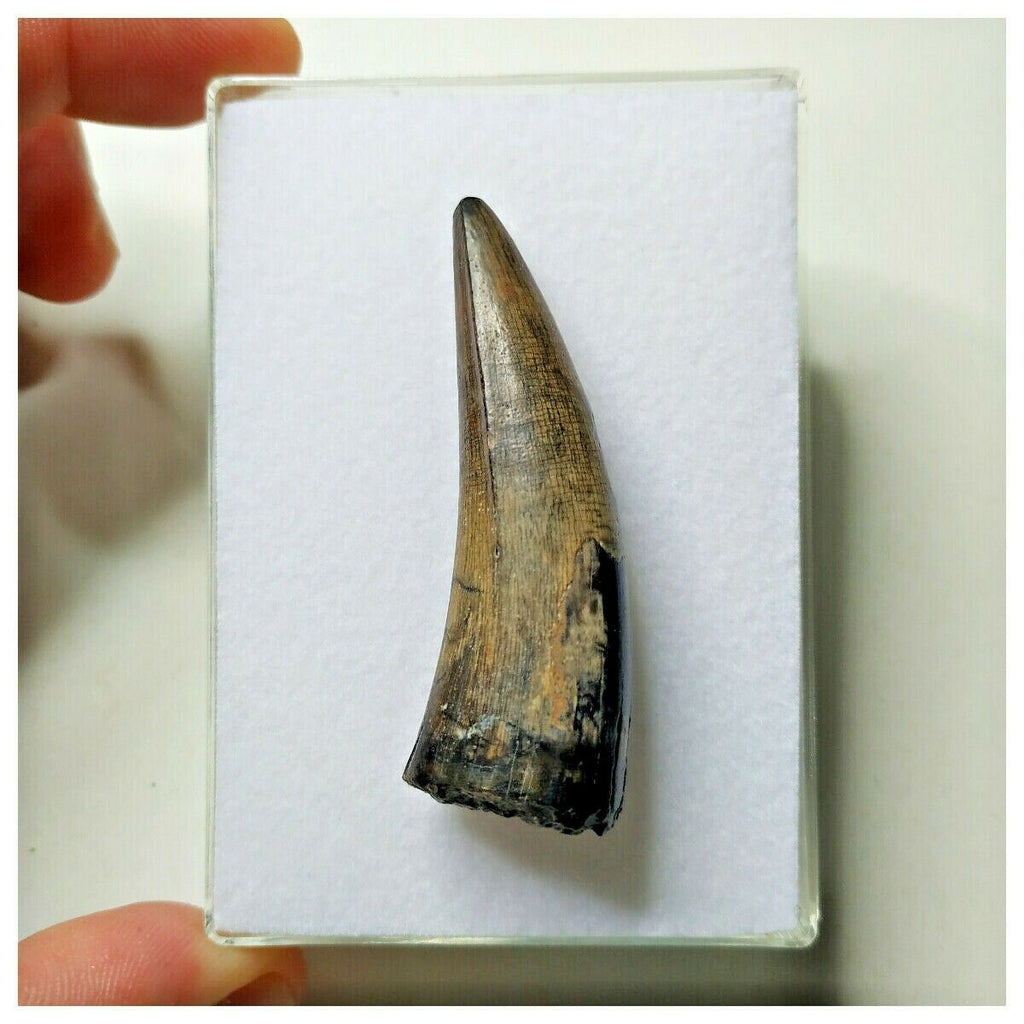 S20 - Sarcosuchus imperator Crocodile Tooth - Cretaceous Elrhaz Fm Ten ...
