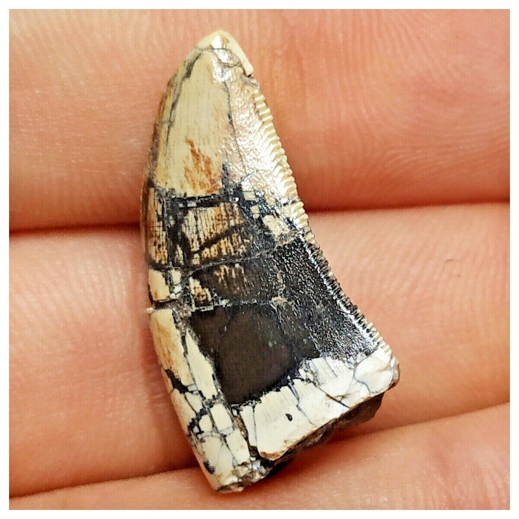 JS12 - Rare Afrovenator abakensis Megalosaurid Dinosaur Tooth Jurassic ...