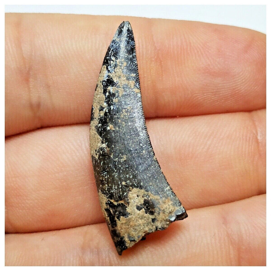 JS19 - Kryptops palaios Abelisaurid Theropod Dinosaur Tooth Cretaceous ...