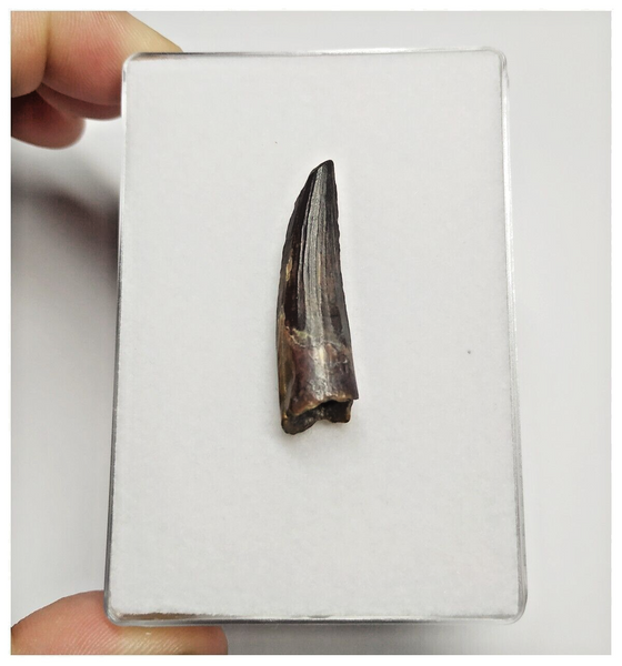T159 - Rare Suchomimus tenerensis Dinosaur Tooth Lower Cretaceous Elrh ...