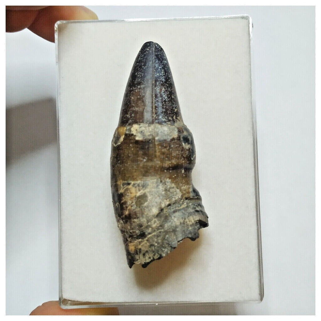 JS28 - Top Rare Pathologically Deformed Sarcosuchus Crocodile Tooth Cr ...