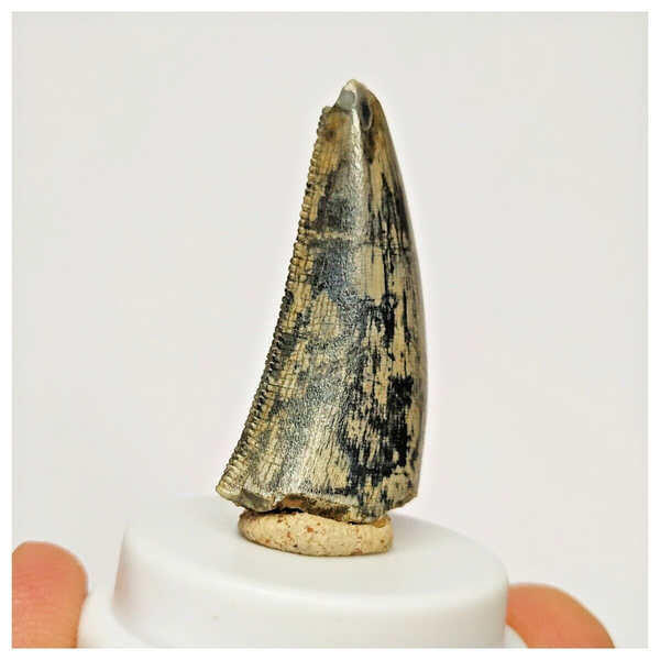 S34 - Rare Afrovenator abakensis Megalosaurid Dinosaur Tooth Jurassic ...