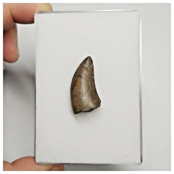 T164 - Rare Eocarcharia dinops Dinosaur Tooth Cretaceous Elrhaz Fm Ten ...