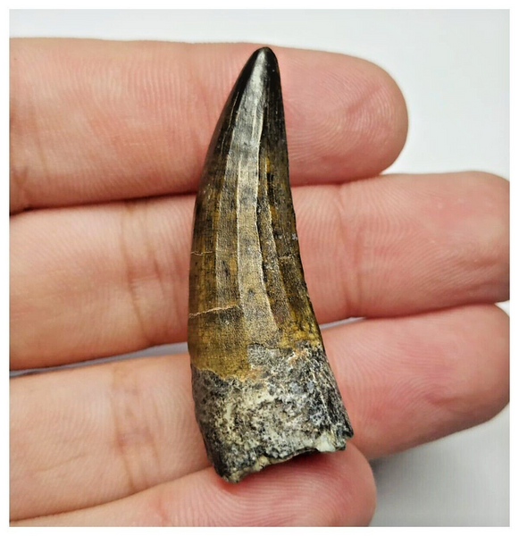 T24 - Rare Suchomimus tenerensis Dinosaur Tooth Lower Cretaceous Elrha ...