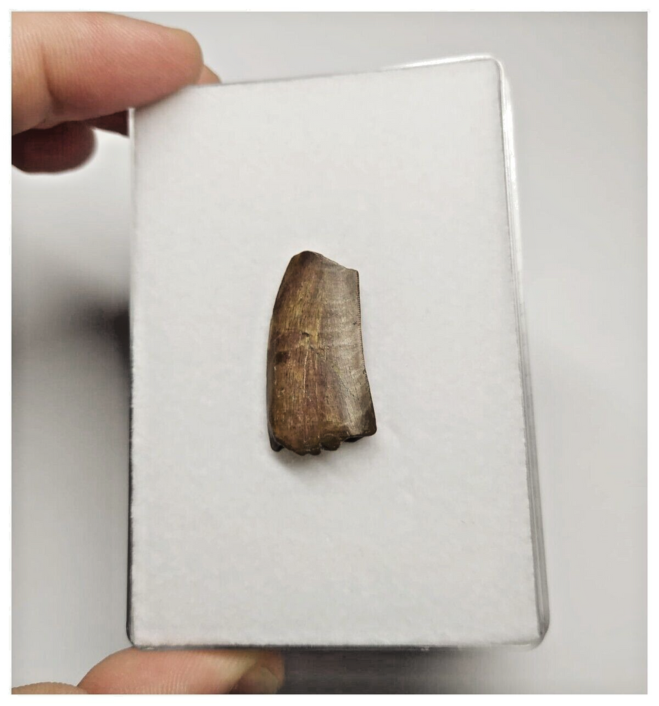 T18 - Kryptops palaios Abelisaurid Theropod Dinosaur Tooth Cretaceous ...